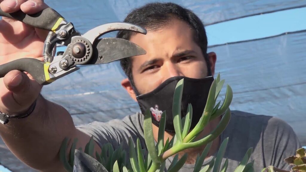 El Fascinante Origen e Historia del Dedo Moro Revelado | ECONOMÍA VERDE